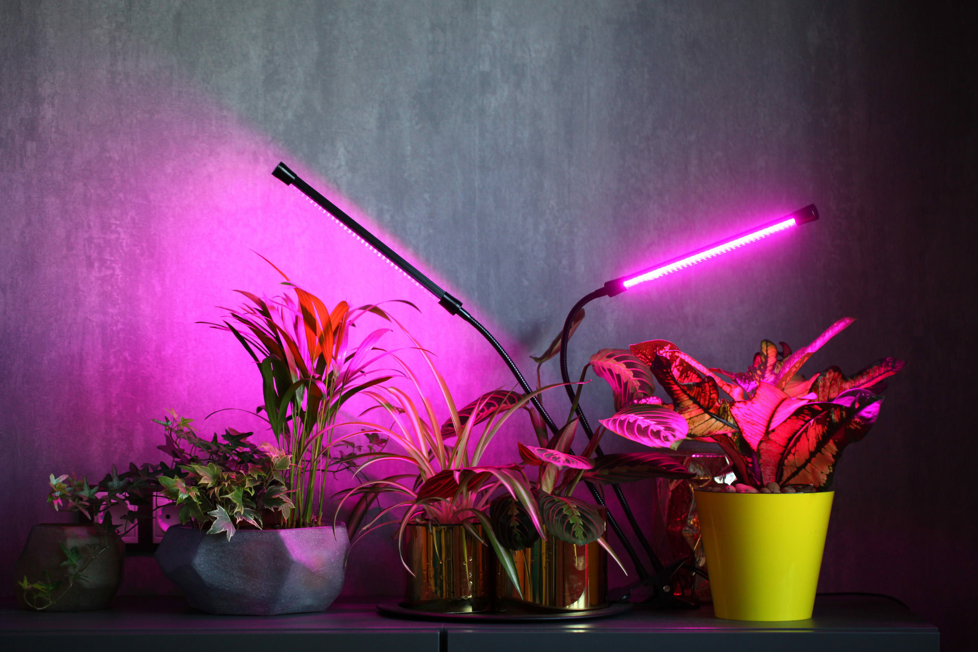 What Is A Plant Light Bulb? - LampHQ